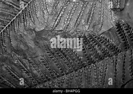 Coal with fern fossil in shale rock Stock Photo - Alamy