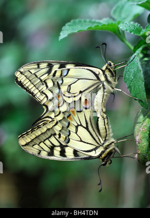 Two Pale Swallowtail butterflies (Papilio eurymedon) puddling in the ...