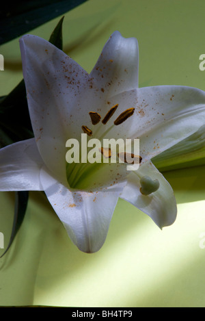 Lilium 'Sun Ray' Stock Photo - Alamy