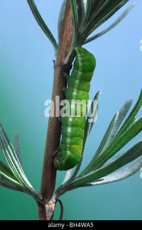 Angle Shades Phlogophora meticulosa, Angle Shades, caterpillar on white ...