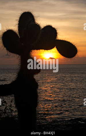 silhouette of Giant droopy prickly pear cactus against the setting sun ...