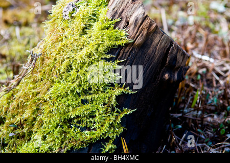 Moss on log Stock Photo - Alamy