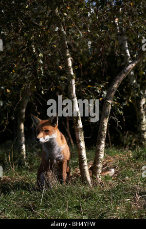 Red fox (Vulpes Vulpes) sitting under tree Stock Photo - Alamy