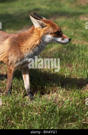 The red fox (Vulpes vulpes) looking back at the Himalayan Mountains of ...
