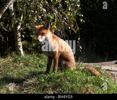 red fox (Vulpes vulpes), sitting under a trailer with firewood looking ...