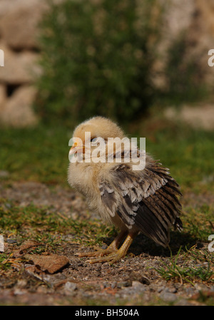 Chicken stretching its' wings Stock Photo - Alamy