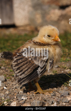 Chicken stretching its' wings Stock Photo - Alamy