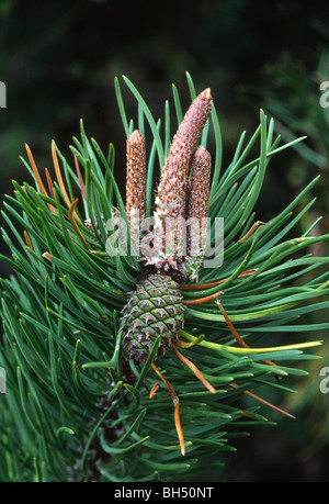 Close-up of young green pine cone surrounded by needles, symbolizing ...