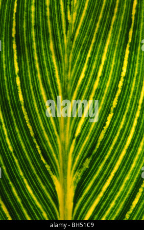 Close-up shot of a leaf showing Autumn colours, studio shot backlit so ...