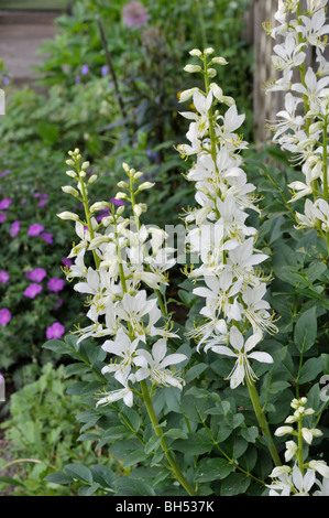 White dittany, Dictamnus albus, white flower spike in close up with a ...