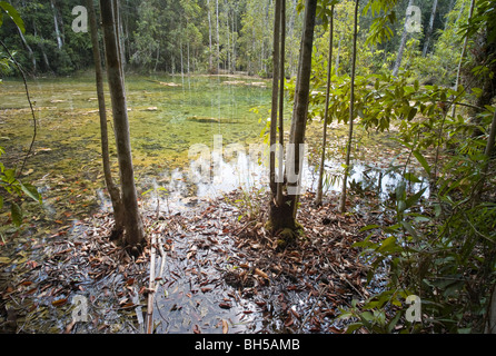 The Emerald Pool, natural pool at Sra Morakot, Khao Pra, Krabi ...