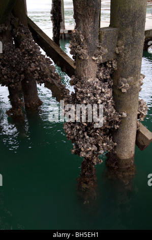 barnacle mussel sea post pillar pier ocean sea creature animal grow ...