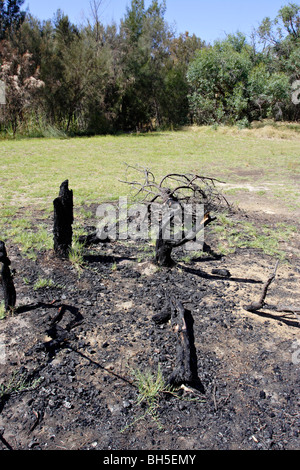 Burnt tree from bush fire at Canning River Regional Park near Perth ...