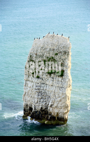 Coastal chalk sea stack near Old Harry Rocks, Swanage, Dorset, UK on 21 ...