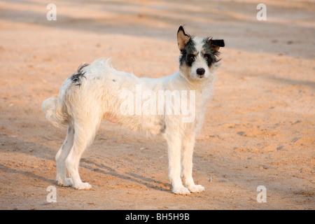 half breed dog - standing in water Stock Photo - Alamy