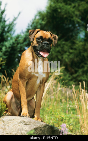 Boxer sitting on a rock Stock Photo - Alamy