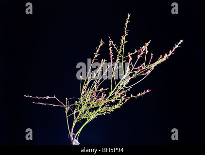 Florida rosemary (Ceratiola ericoides Stock Photo - Alamy