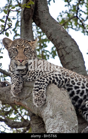 leopard (Panthera pardus), female resting on a tree branch, Botswana ...
