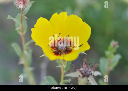 Rose (Rosa persica Stock Photo - Alamy