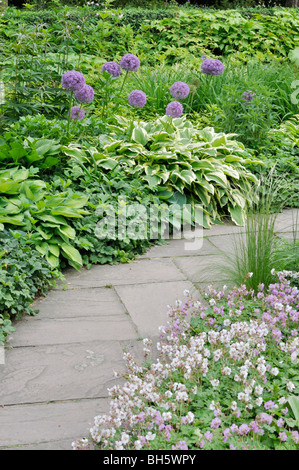 Giant allium (Allium Globemaster) and plantain lily (Hosta Stock Photo ...