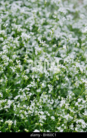 dyer's woodruff, asperula tinctoria Stock Photo - Alamy