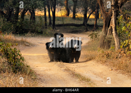 Sloth Bear family (Melursus ursinus), mother with two babies fighting ...