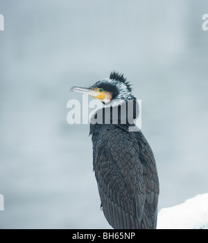 The great cormorant, Phalacrocorax carbo known as the great black ...