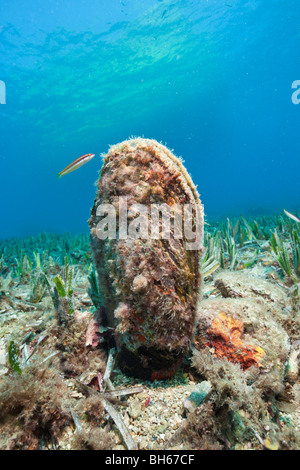 Mediterranean clams underwater, noble pen shell, Pinna nobilis, with ...