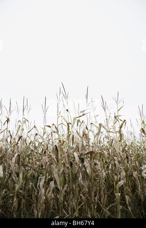 Dry corn (vertical Stock Photo - Alamy