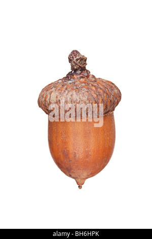 Brown acorn oak nut isolated on white background Stock Photo - Alamy
