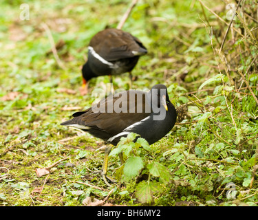 Moorhen. Winter at Slimbridge, The Wildfowl and Wetlands Trust bird ...