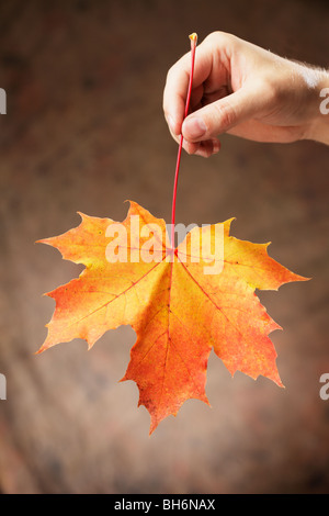 yellow maple leaf in hand Stock Photo - Alamy