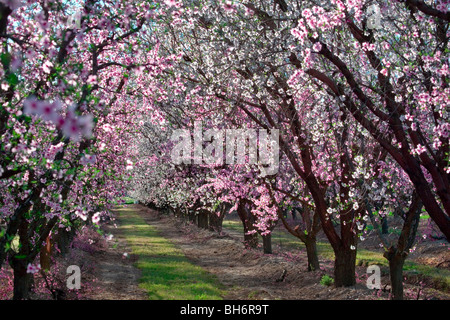Peach orchards blossom in spring Stock Photo - Alamy