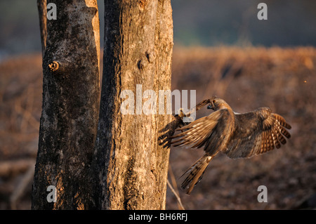 Shikra (Accipiter badius) attacking a Five Striped Palm Squirrel on a ...