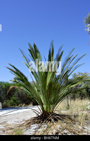 Vegetation in Western Australian outback Stock Photo - Alamy