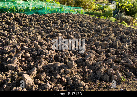 Dug soil on an allotment plot with sheds and greenhouse (glasshouse) in ...
