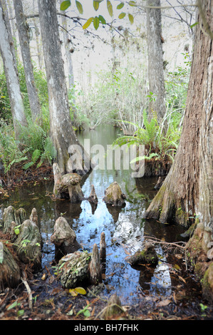 Trees in the swamplands of the Florida Everglades USA Stock Photo - Alamy