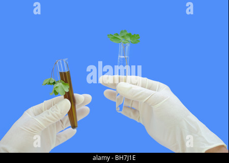 Clean and dirty water samples with fresh and wilted leaves Stock Photo ...