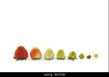 Stages of development of a strawberry on the plant (from a flower to ...