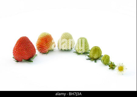Stages of development of a strawberry on the plant (from a flower to ...