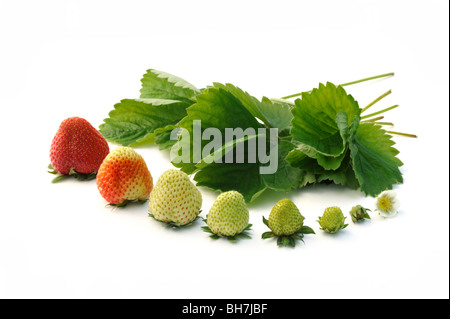 Stages of development of a strawberry on the plant (from a flower to ...