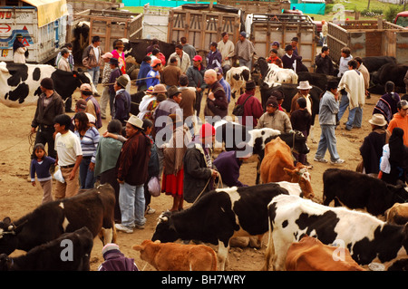 Ecuador, Otavalo, crowded cows section of a cattle market with people ...