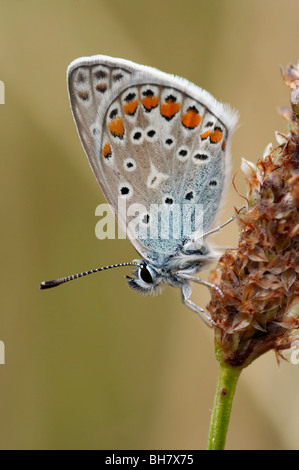 satyrid butterflies - meadow brown Stock Photo - Alamy