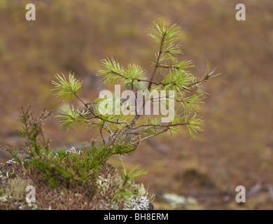 Scots pine sapling Stock Photo - Alamy