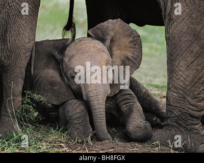 Baby elephant resting under the stomach of his mother Samburu National ...