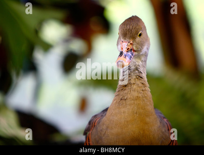 Eyton's Whistling Duck / Plumed Whistling Duck (dendrocygna eytoni ...
