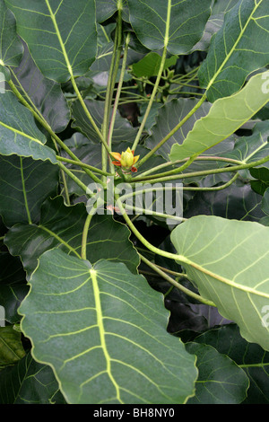 Puke, Puke Leaf Tree or Puka, Meryta sinclairii, Araliaceae, New ...