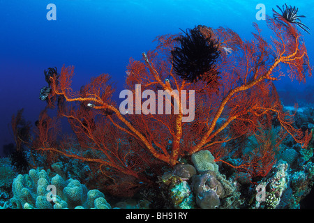 Sea fan, Melithaea sp., with feather stars, Basilometra boschmai , Alor ...