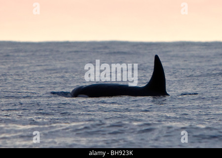 Dorsal Fin of transient Orca, Orcinus orca, Big Island, Kona Coast ...