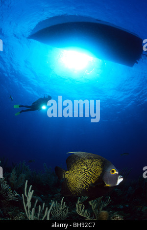 French angelfish (Pomacanthus paru) with scuba diver swimming over ...